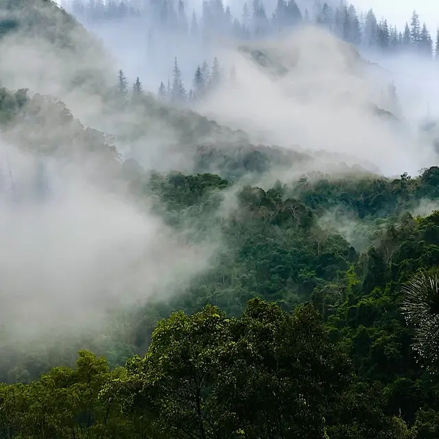 Trees - GRIM Forest